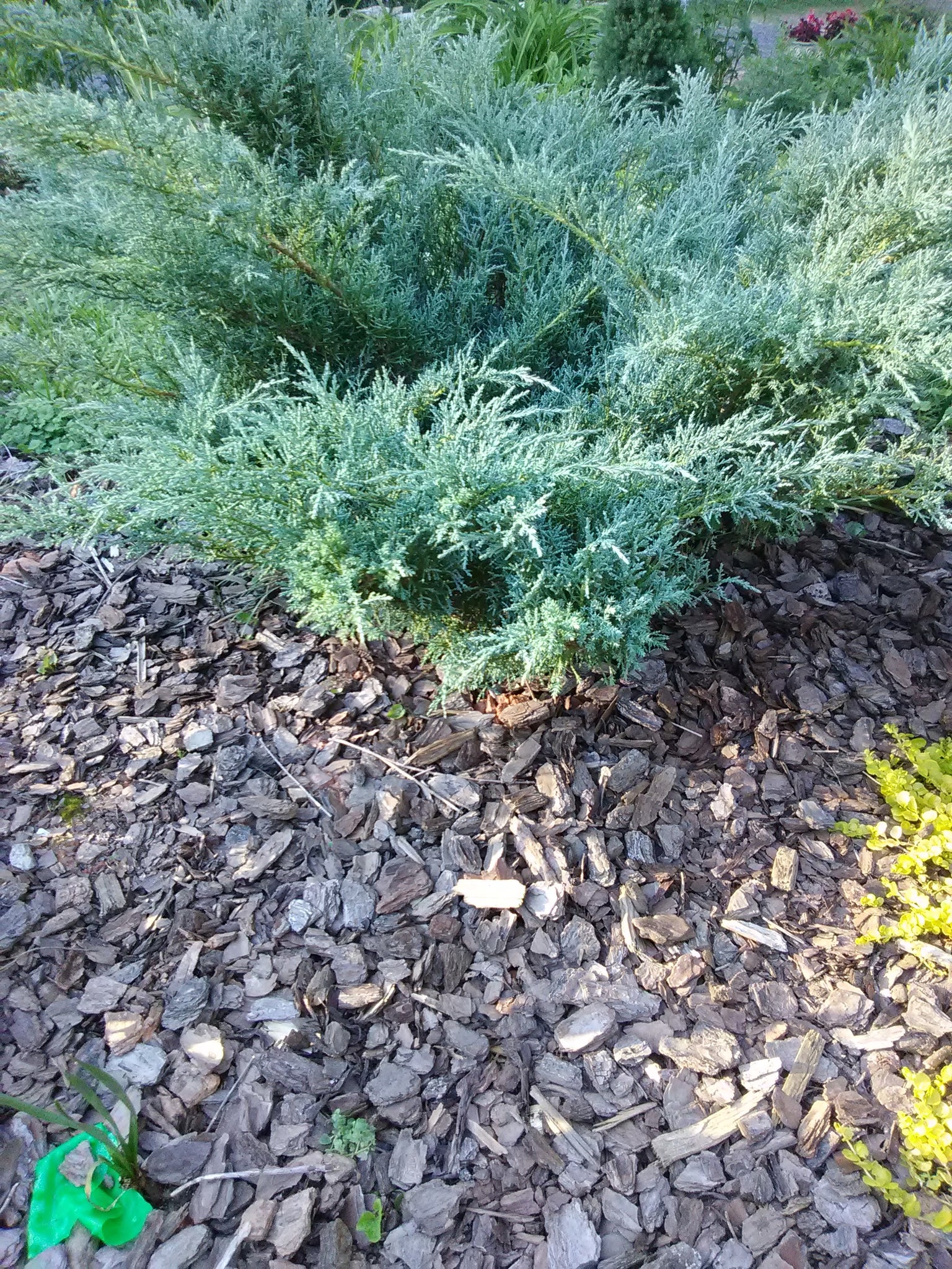 Angelica Blue Juniper – Toms Creek Farm & Nursery
