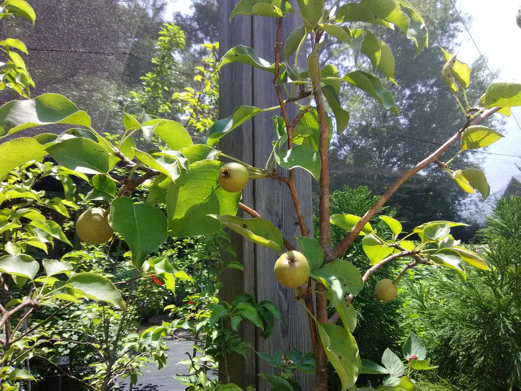 Shinko Asian Pear (fruit producing) – Toms Creek Farm & Nursery