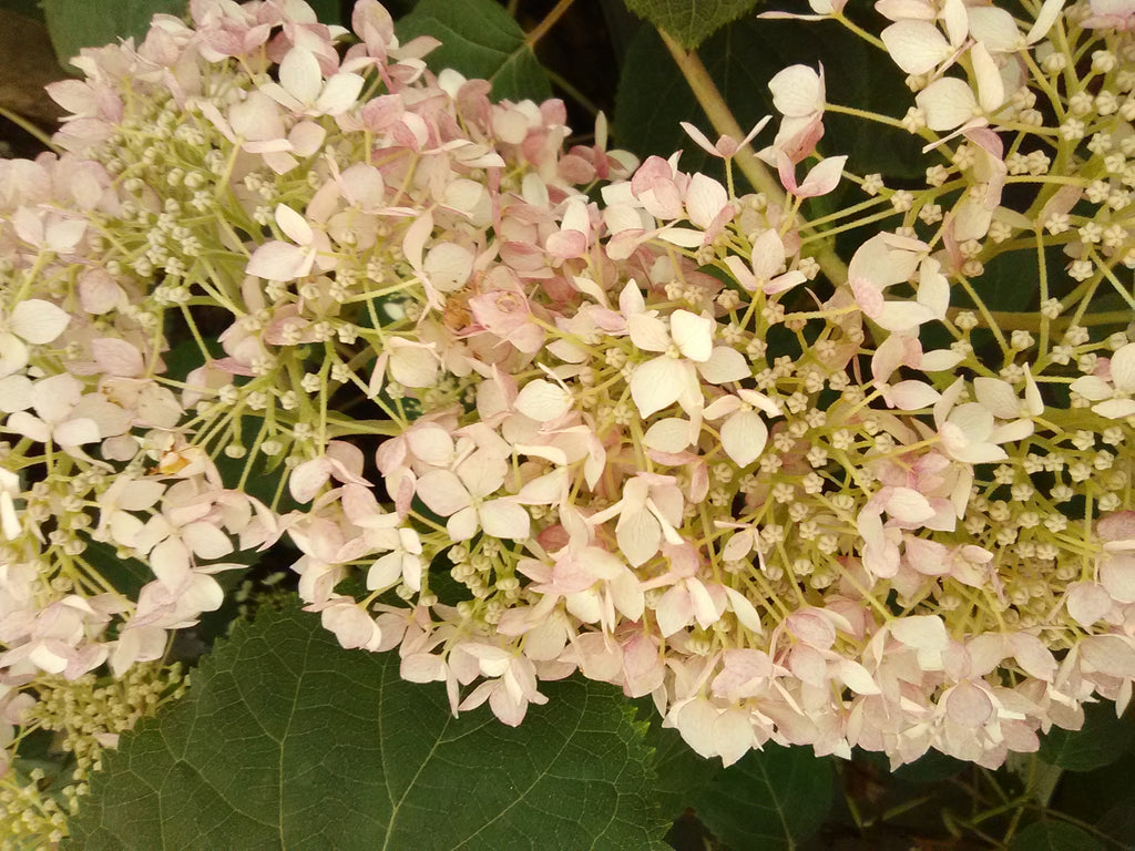 Invincibelle Spirit II Hydrangea – Toms Creek Farm & Nursery