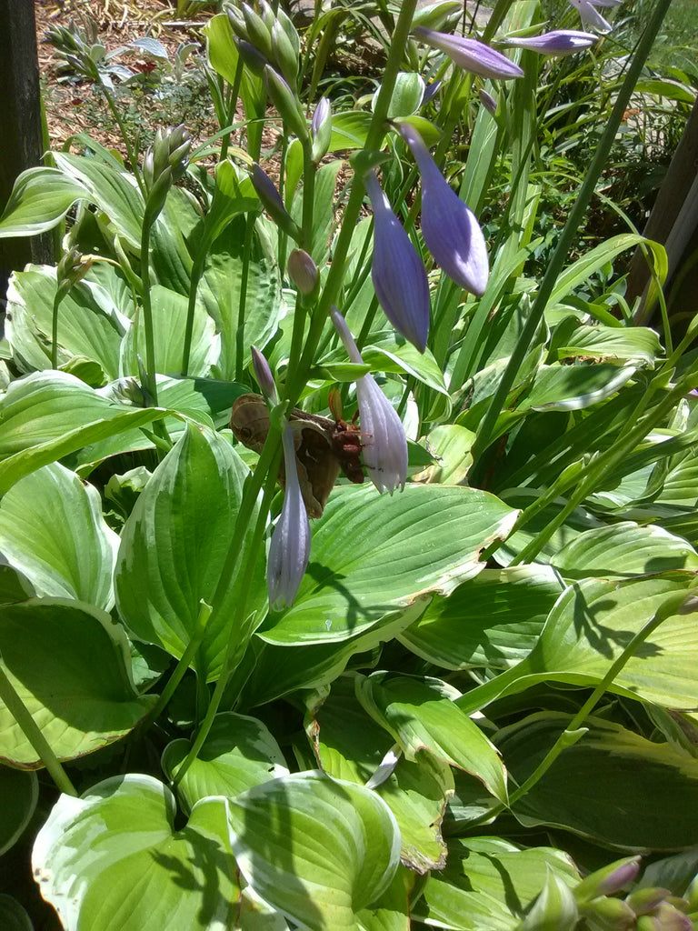 Silver Crown Hosta – Toms Creek Farm & Nursery