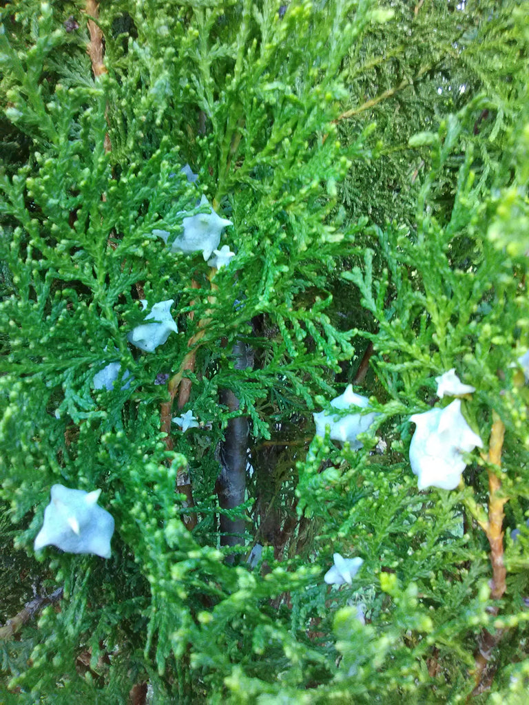 Berckman's Golden Arborvitae – Toms Creek Farm & Nursery