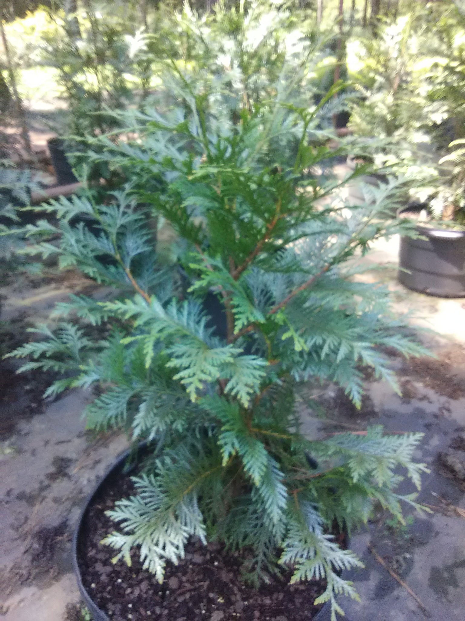 Spring Grove Western Arborvitae – Toms Creek Farm & Nursery