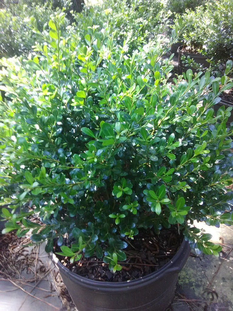 Compacta Japanese Holly – Toms Creek Farm & Nursery