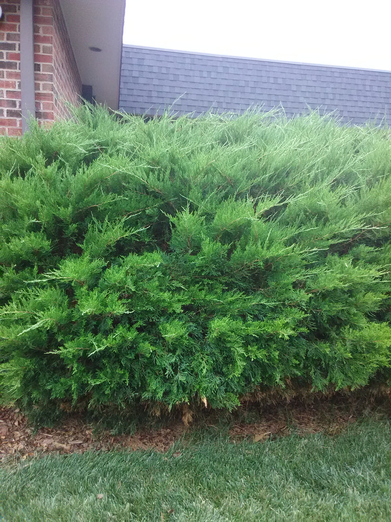 Mint Julep Juniper – Toms Creek Farm & Nursery
