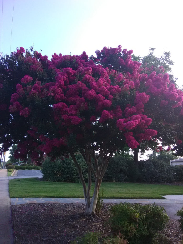Delta Fuchsia Crape Myrtle – Toms Creek Farm & Nursery