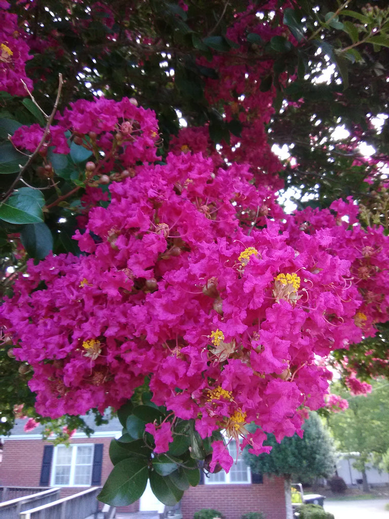 Delta Fuchsia Crape Myrtle – Toms Creek Farm & Nursery