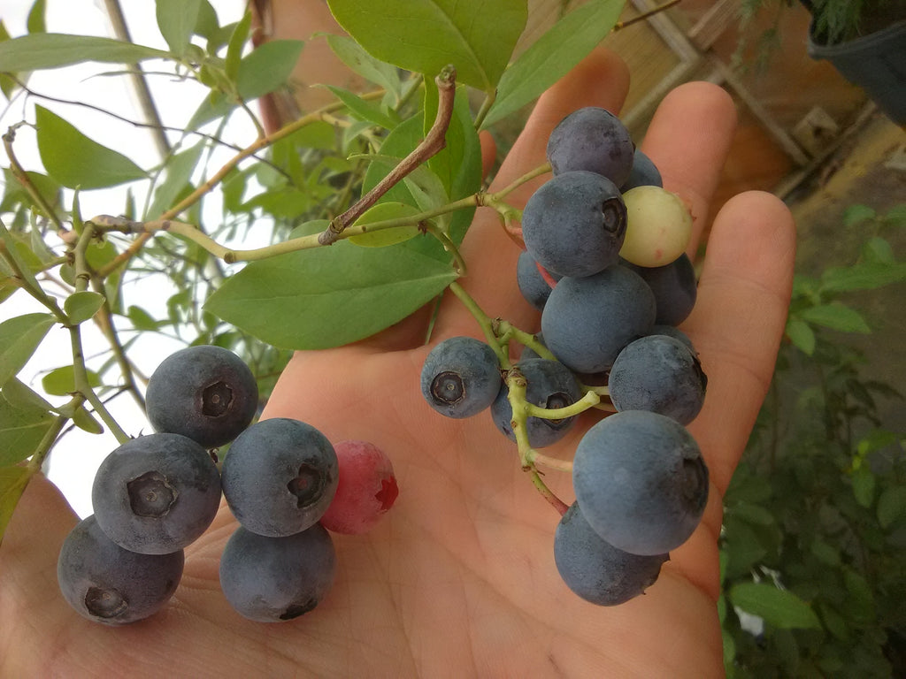 Powder Blue Blueberry (rabbit eye) – Toms Creek Farm & Nursery