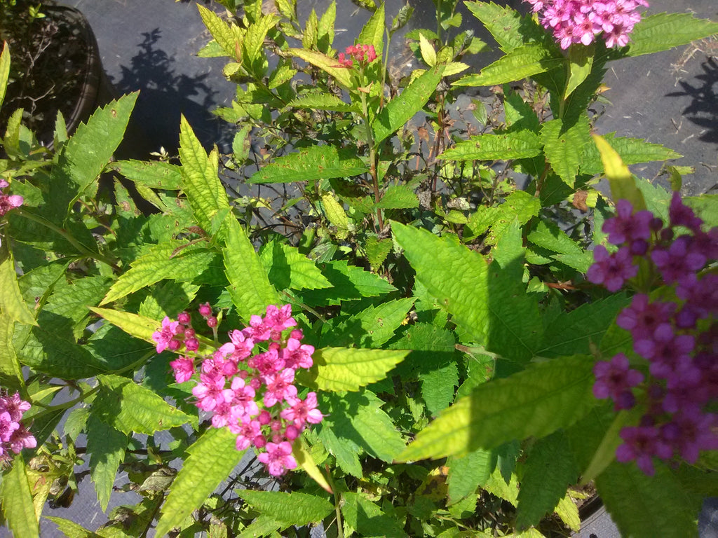 Neon Flash Spirea – Toms Creek Farm & Nursery