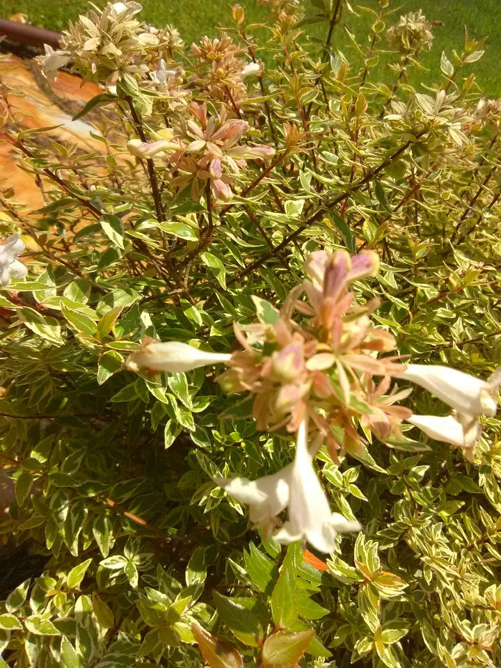 Radiance Abelia – Toms Creek Farm & Nursery