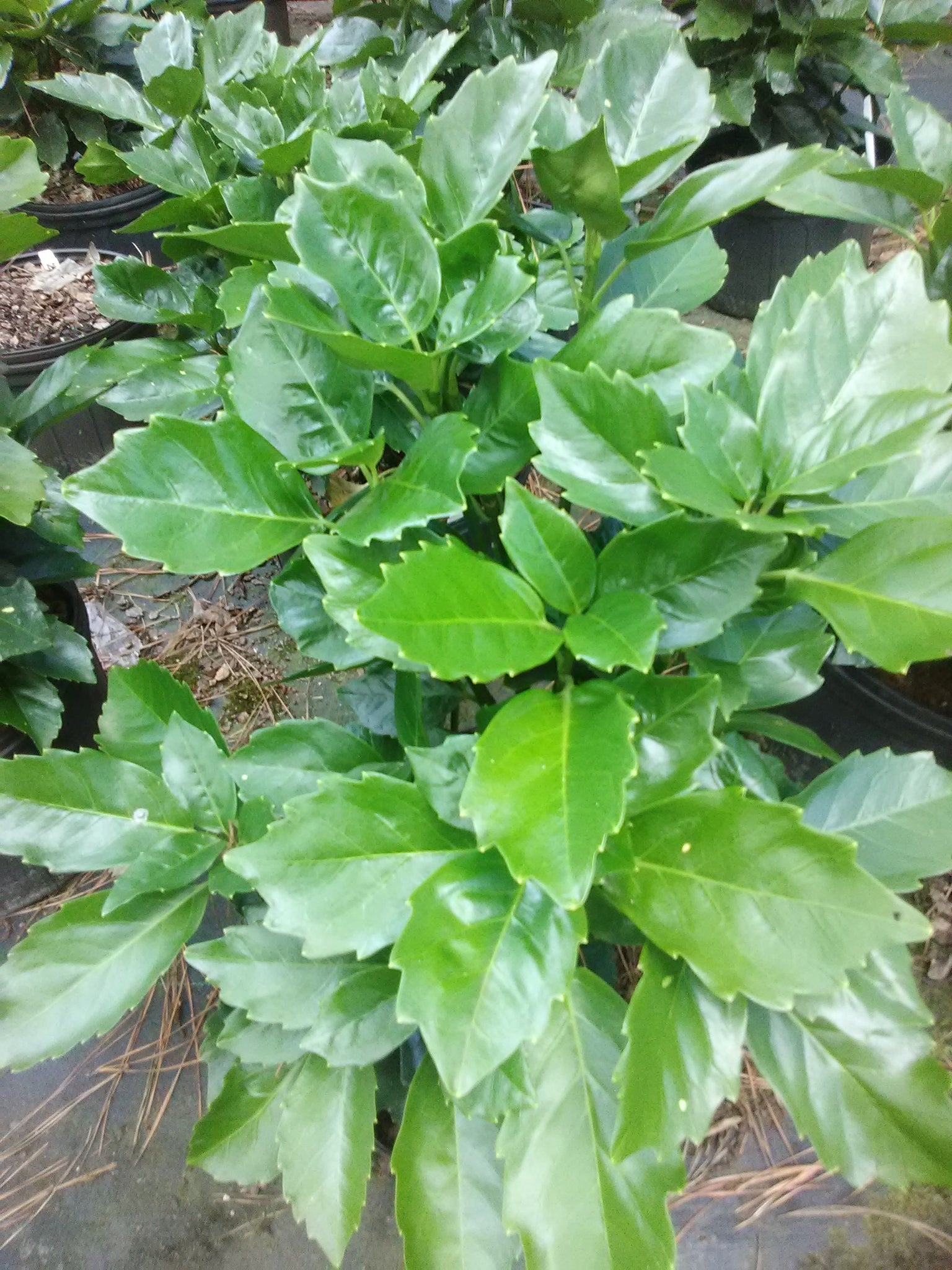 Dwarf Aucuba – Toms Creek Farm & Nursery