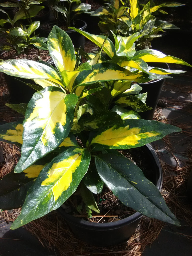 Picturata Aucuba – Toms Creek Farm & Nursery