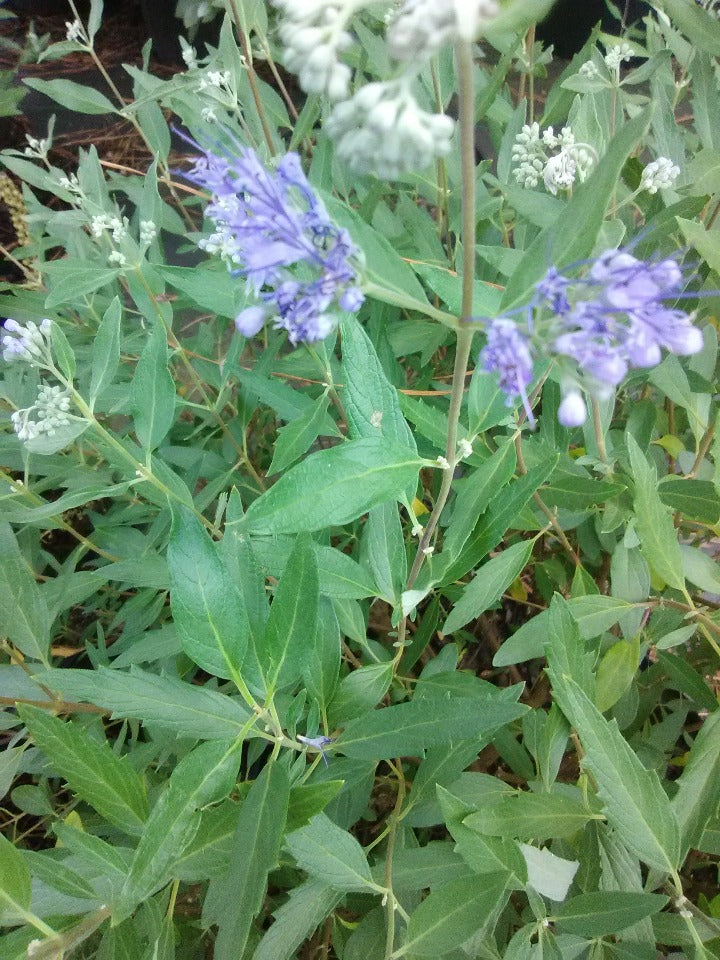 Blue Mist Spirea 'Longwood Blue' – Toms Creek Farm & Nursery