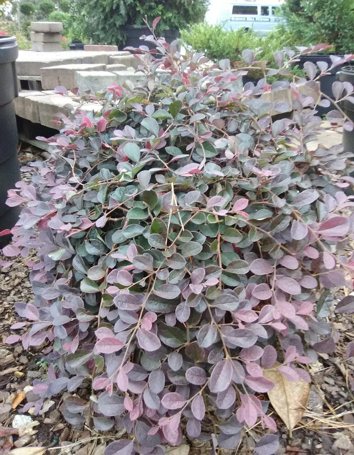 Purple Pixie Loropetalum – Toms Creek Farm & Nursery