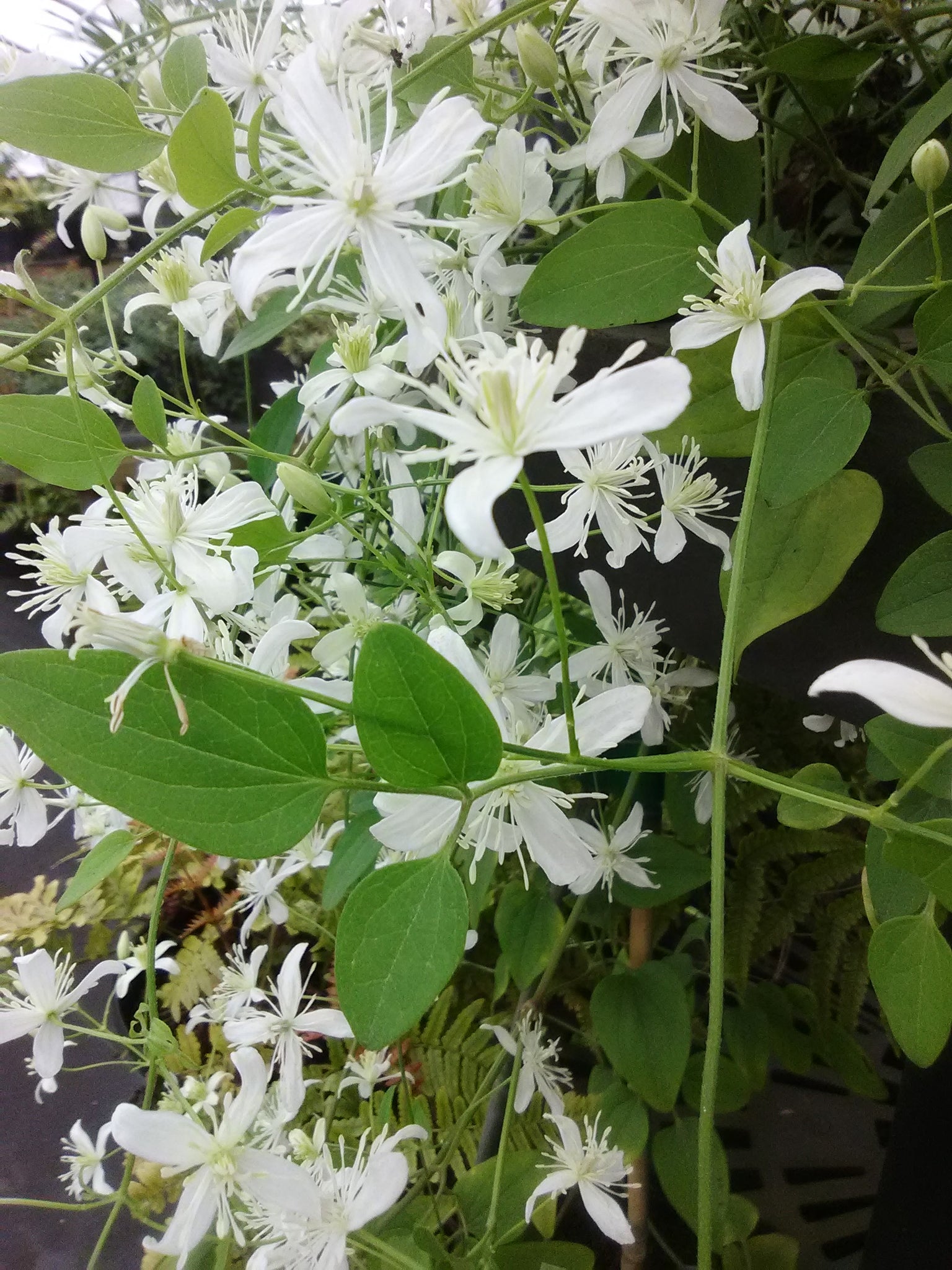 Sweet Autumn Clematis – Toms Creek Farm & Nursery