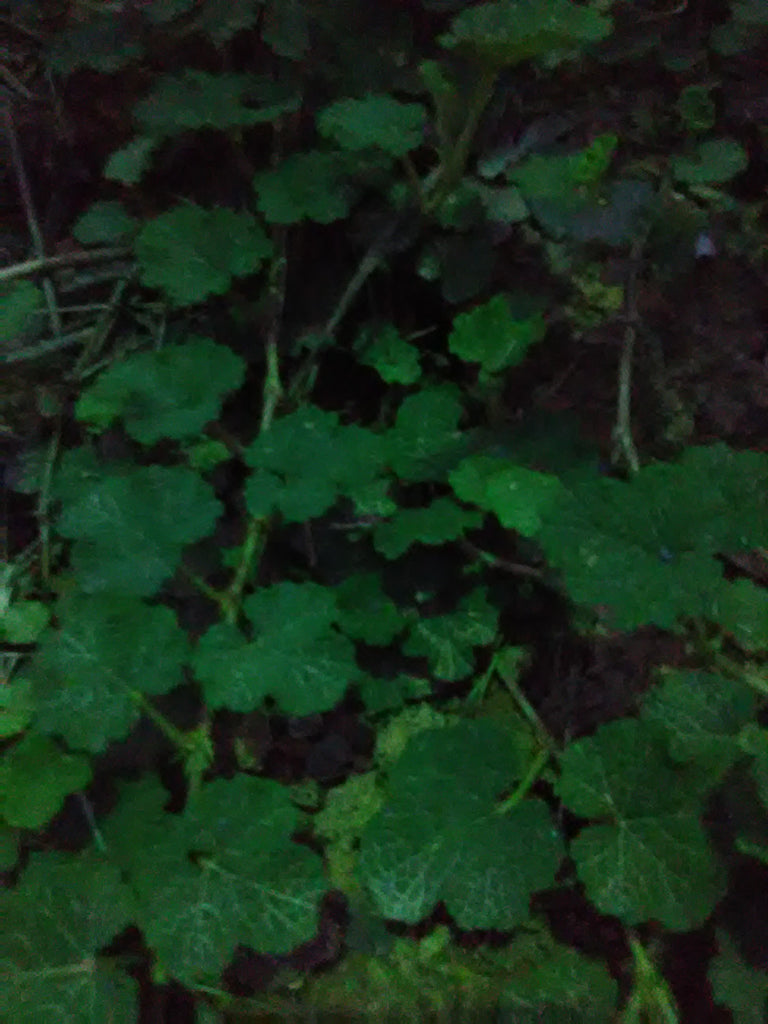 Creeping Bramble aka 'Creeping Raspberry' – Toms Creek Farm & Nursery