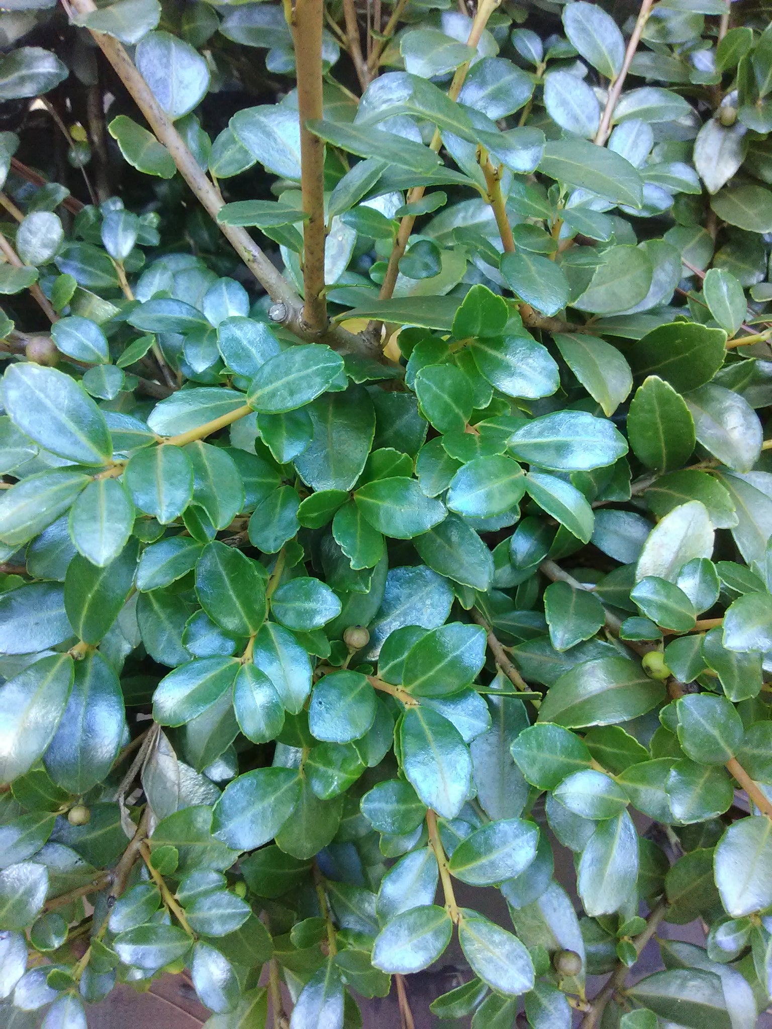 Green Luster Japanese Holly – Toms Creek Farm & Nursery