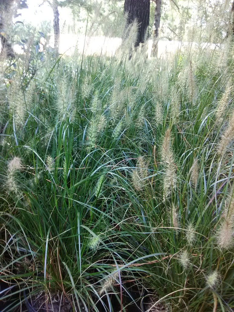 Little Bunny (dwarf) Fountain Grass – Toms Creek Farm & Nursery