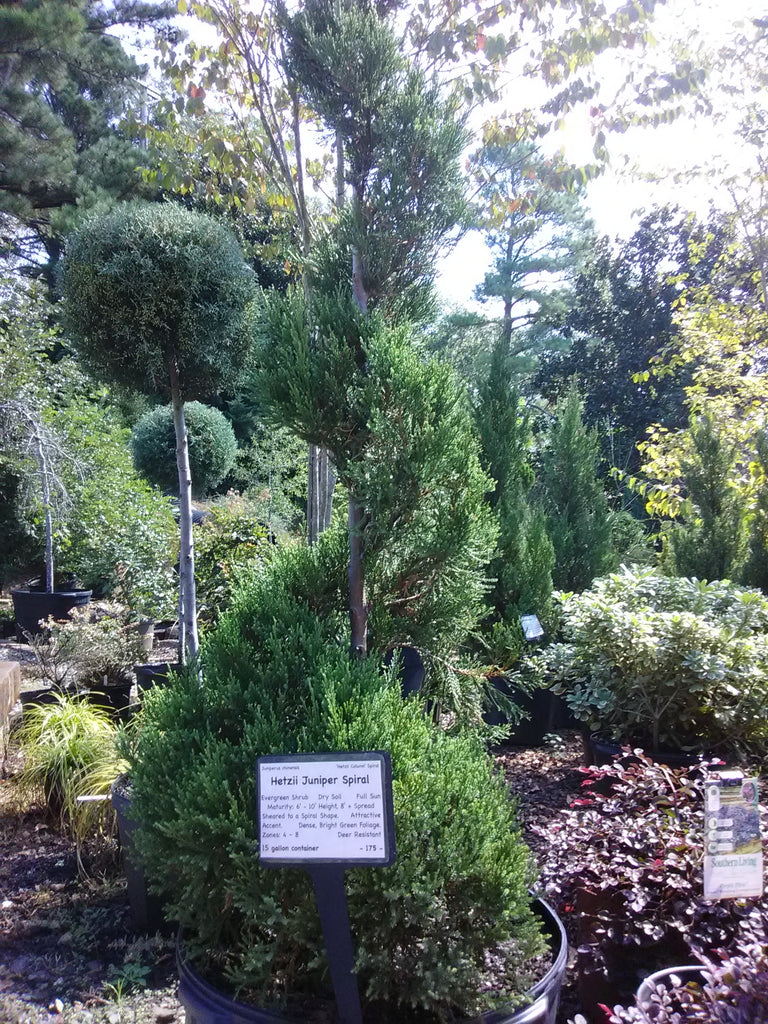Hetz Juniper Spiral – Toms Creek Farm & Nursery