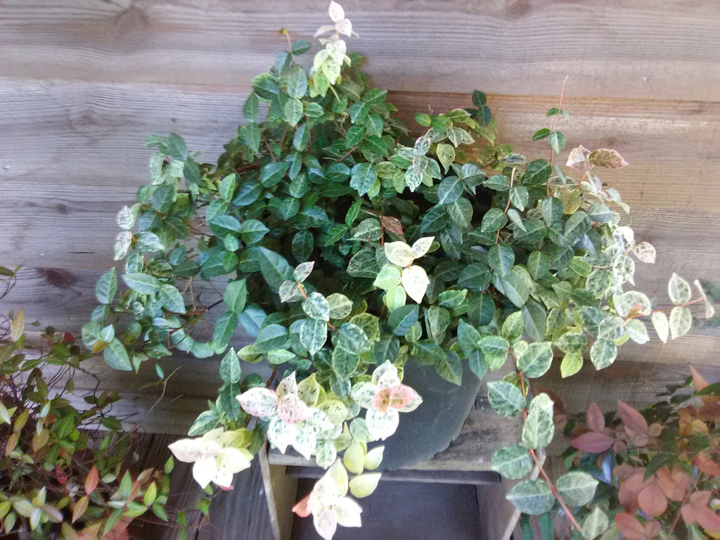 Snow-N-Summer(TM) Asiatic Jasmine – Toms Creek Farm & Nursery