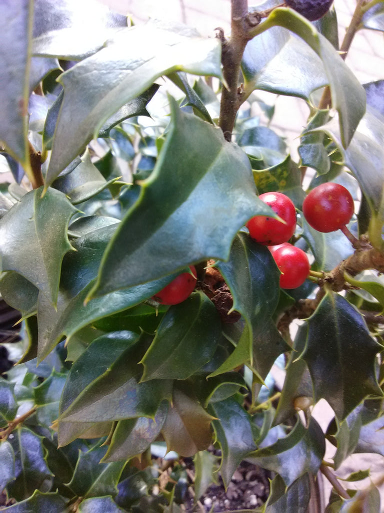 Dragon Lady (blue) Holly – Toms Creek Farm & Nursery
