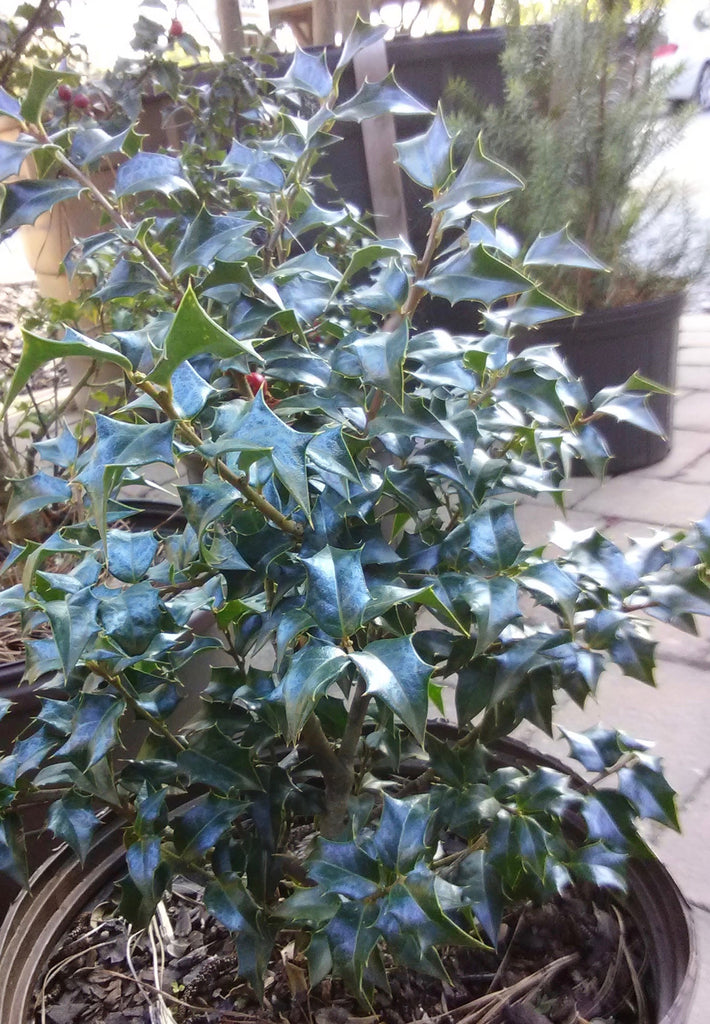 Dragon Lady (blue) Holly – Toms Creek Farm & Nursery