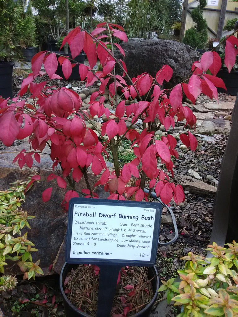 Dwarf Burning Bush ' Fire Ball ' Winged Euonymus – Toms Creek Farm ...
