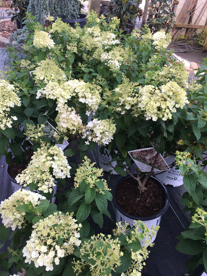 Bobo Hydrangea – Toms Creek Farm & Nursery