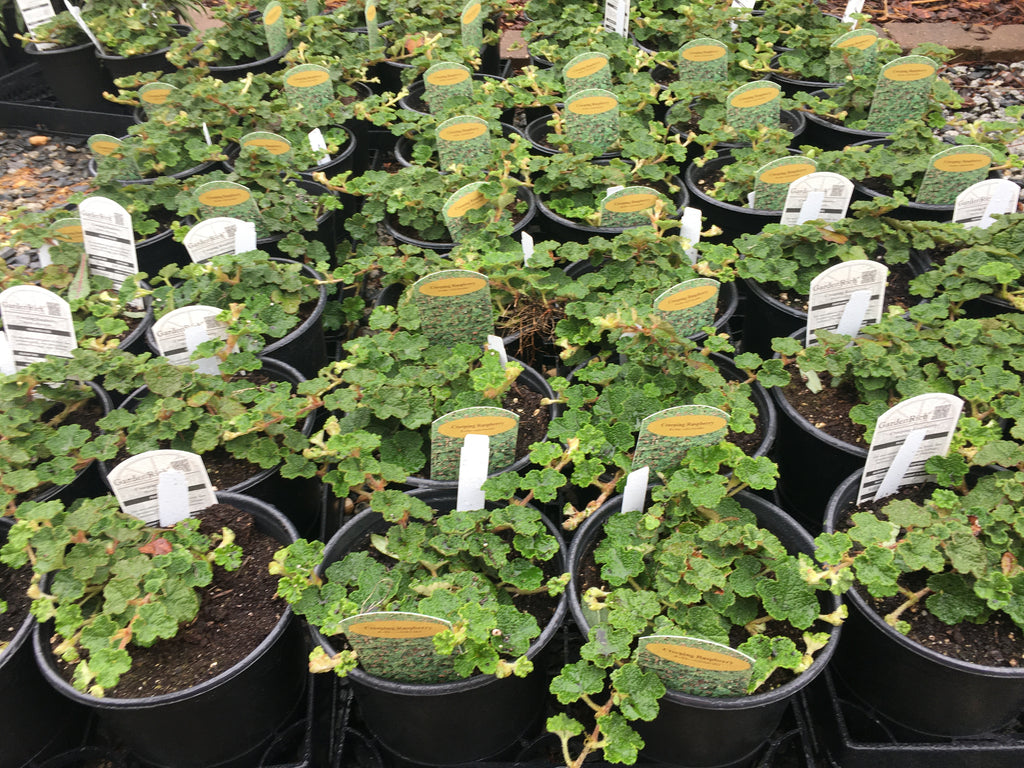 Creeping Bramble aka 'Creeping Raspberry' – Toms Creek Farm & Nursery