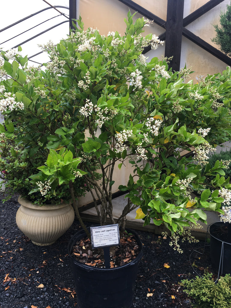 Wavy Leaf Ligustrum – Toms Creek Farm & Nursery