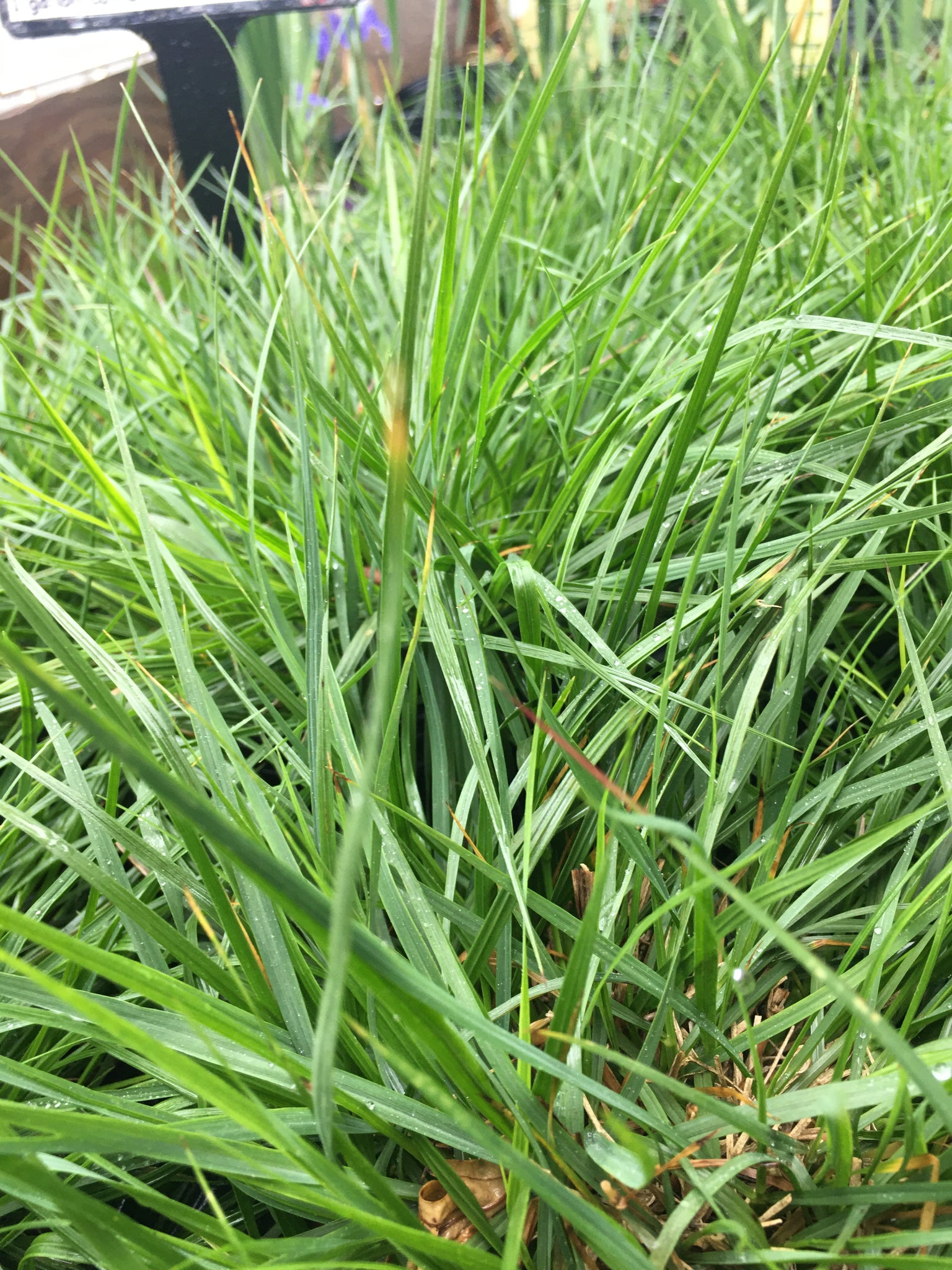 Mondo Grass – Toms Creek Farm & Nursery