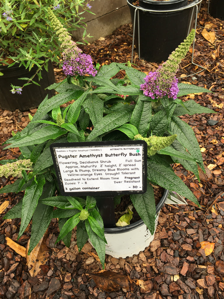 Pugster Amethyst Butterfly Bush – Toms Creek Farm & Nursery