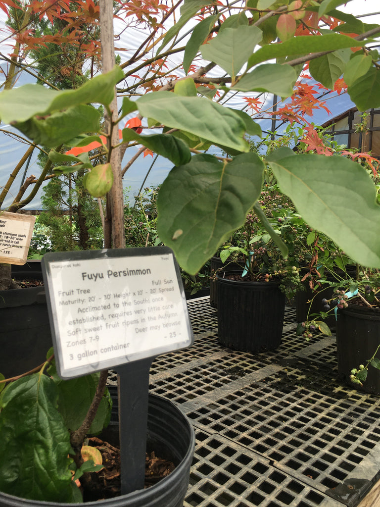 Fuyu Persimmon – Toms Creek Farm & Nursery