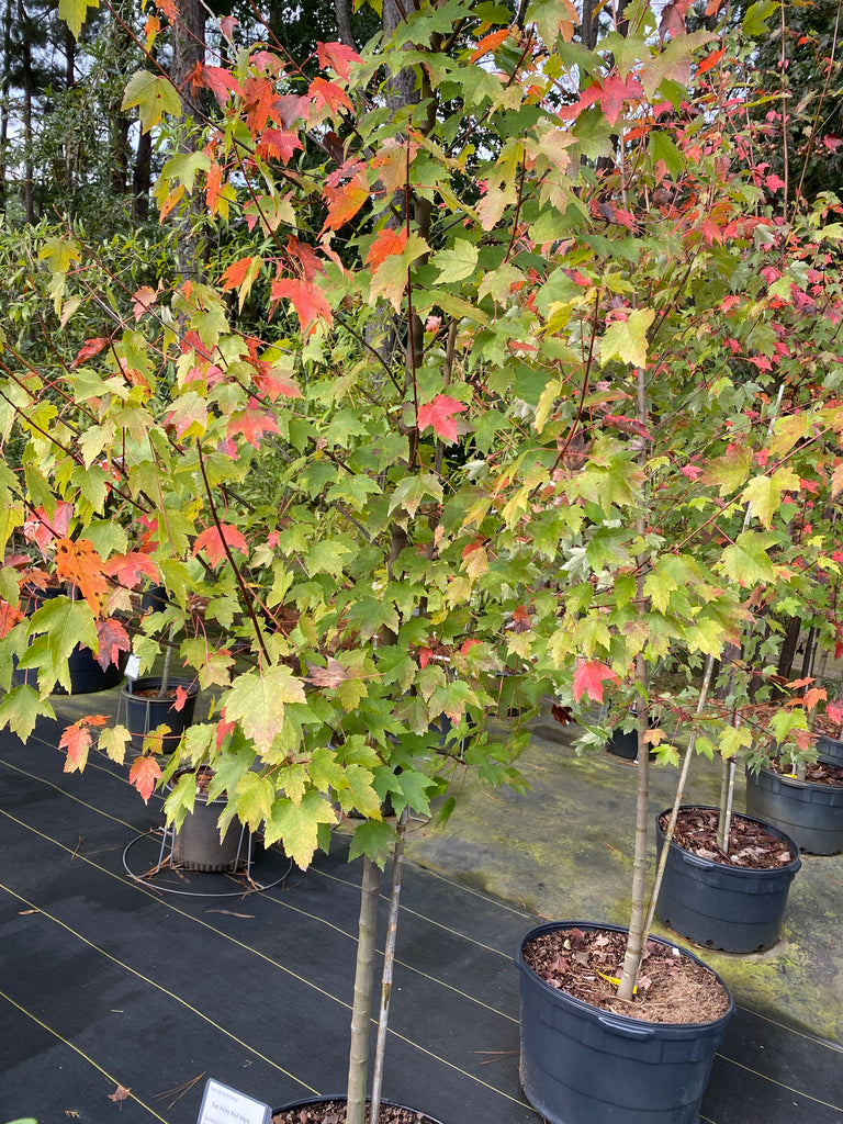Sun Valley Red Maple – Toms Creek Farm & Nursery