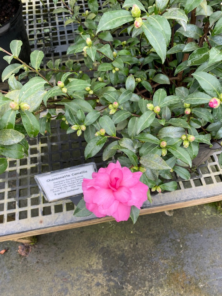 Chansonette Camellia – Toms Creek Farm & Nursery