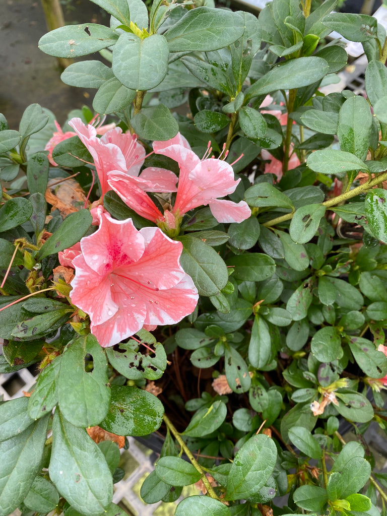 Autumn Sunburst Encore Azalea – Toms Creek Farm & Nursery