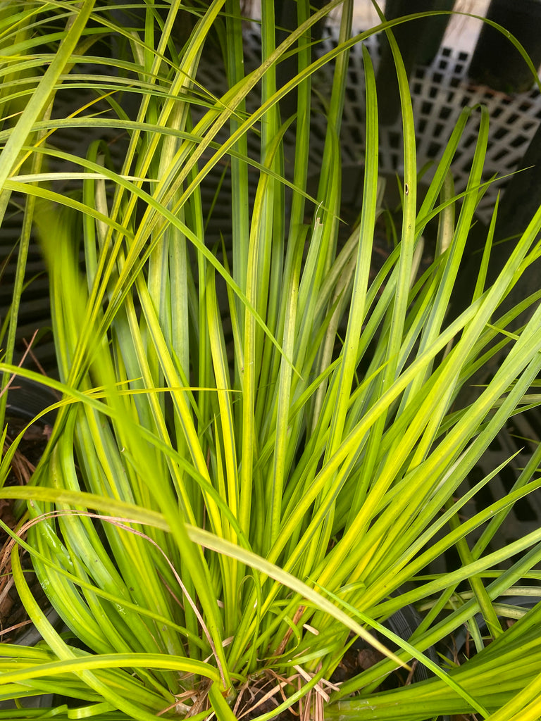 Variegated Sweet Flag – Toms Creek Farm & Nursery