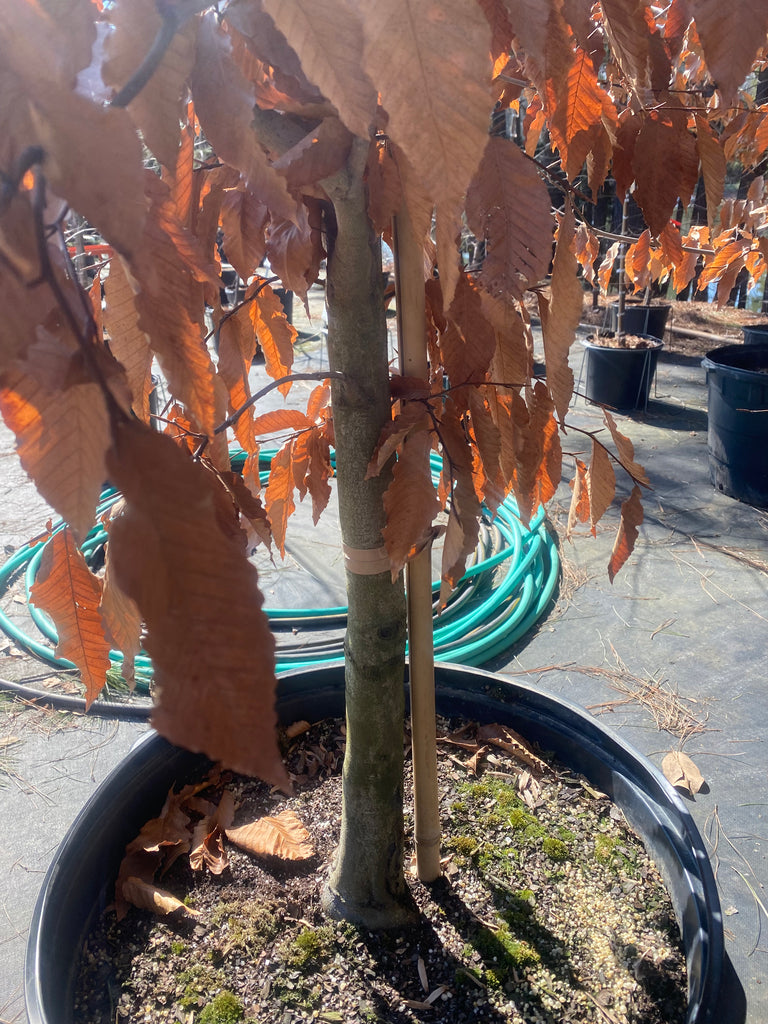 American Beech – Toms Creek Farm & Nursery