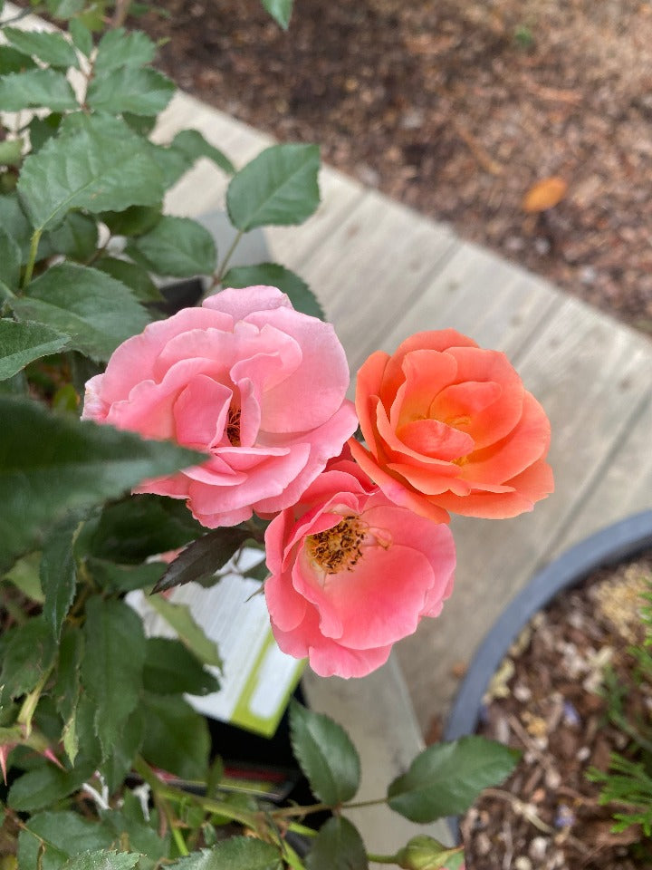 Coral Knockout Rose – Toms Creek Farm & Nursery