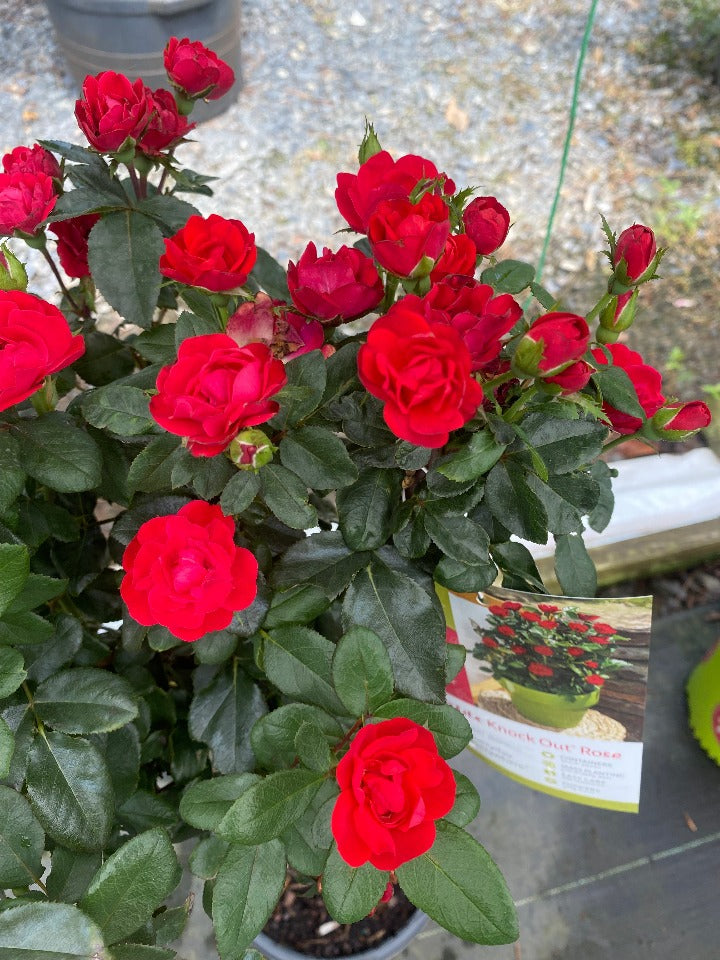 Petite Knock Out Rose – Toms Creek Farm & Nursery