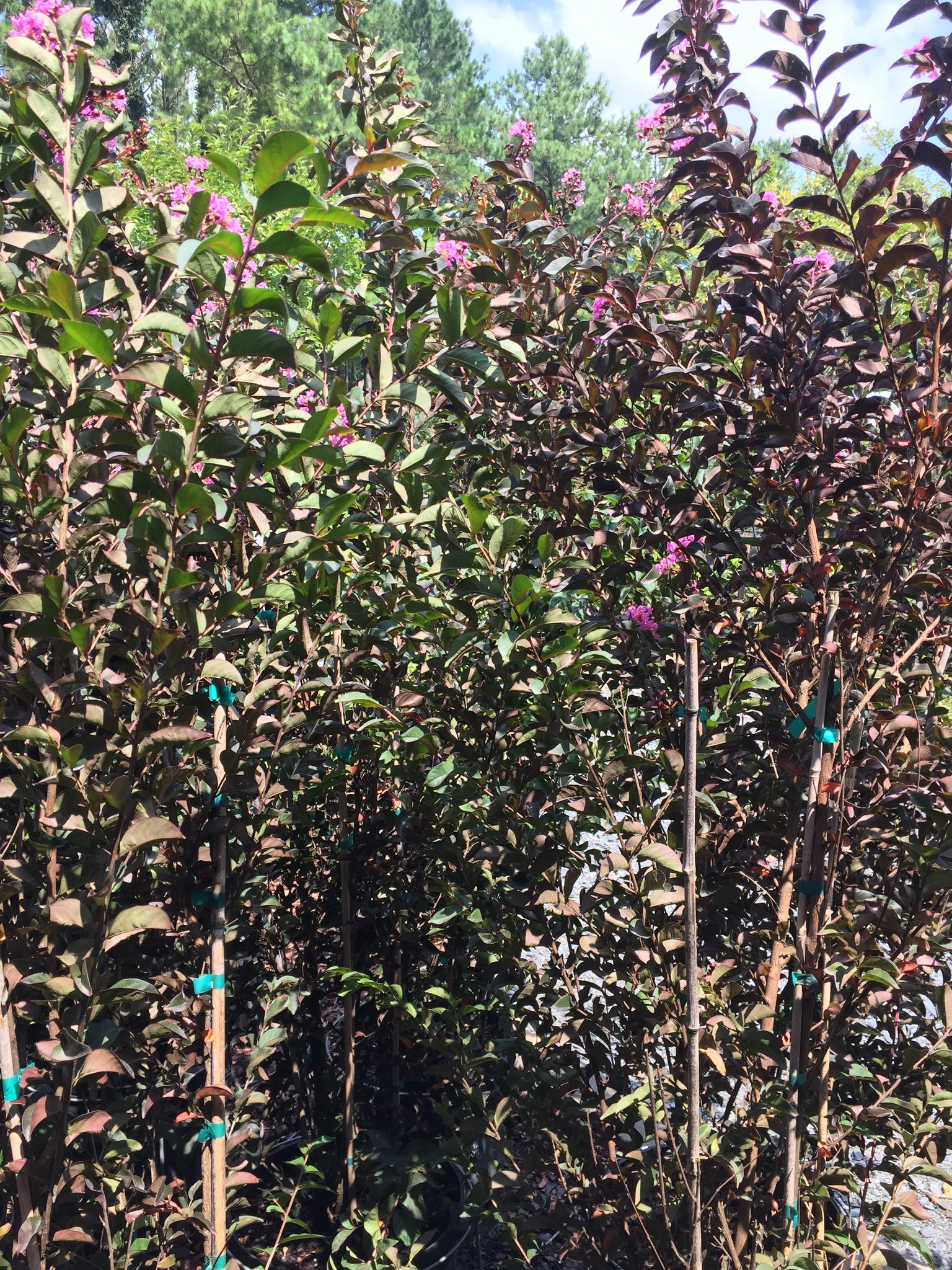 Black Diamond 'Shell Pink' Crape Myrtle – Toms Creek Farm & Nursery