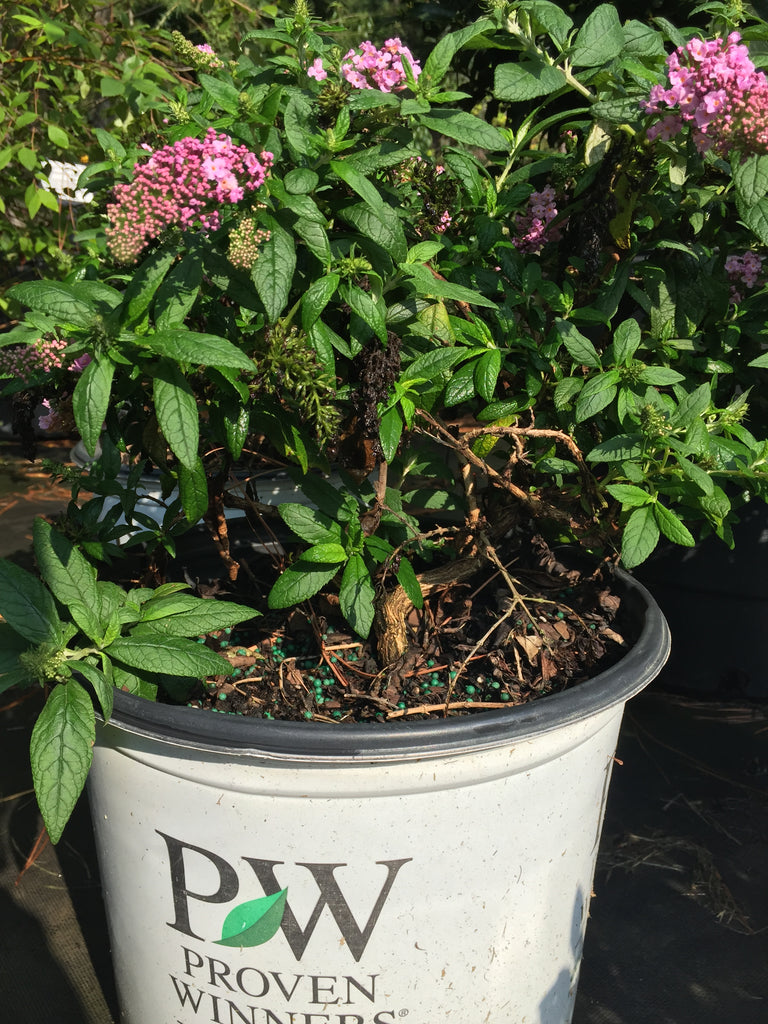 Pugster Pink Butterfly Bush – Toms Creek Farm & Nursery