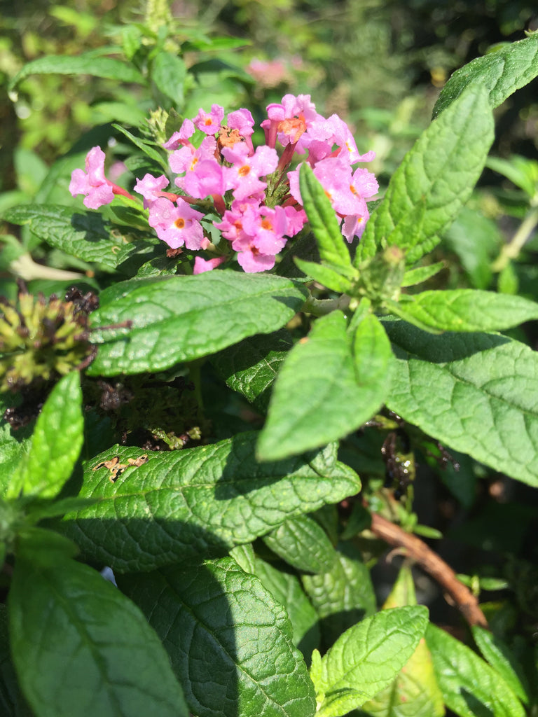 Pugster Pink Butterfly Bush – Toms Creek Farm & Nursery