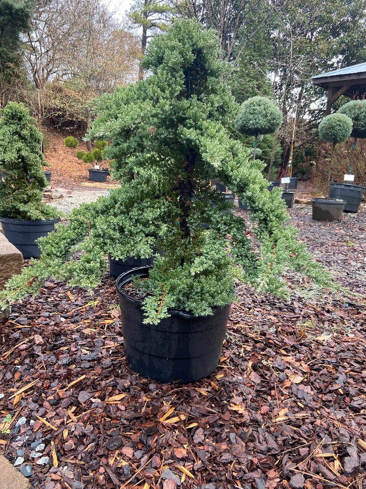 Dwarf Japanese Garden Juniper – Toms Creek Farm & Nursery