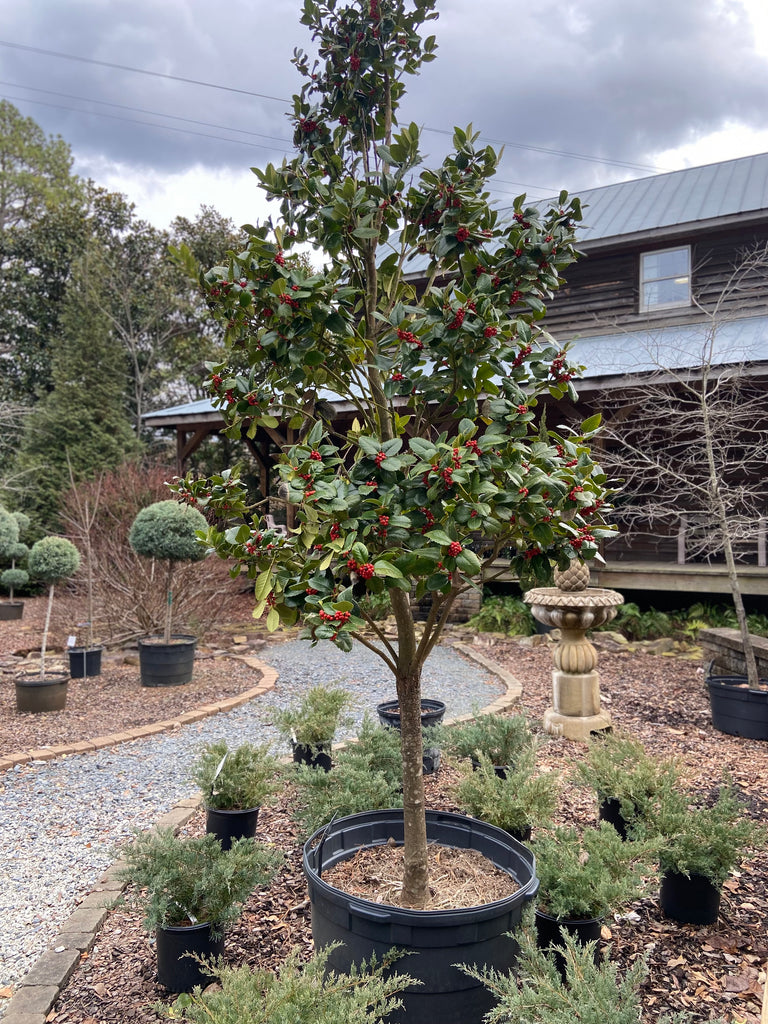 Liberty Red Holly – Toms Creek Farm & Nursery