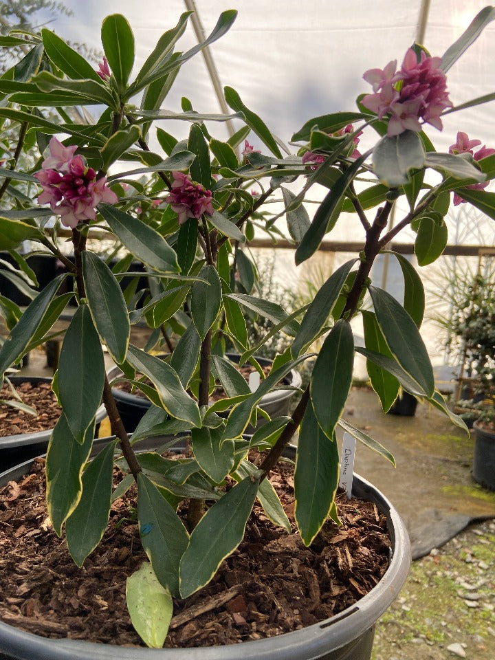 Variegated Red-Purple Winter Daphne – Toms Creek Farm & Nursery