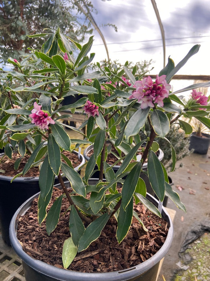 Variegated Red-Purple Winter Daphne – Toms Creek Farm & Nursery