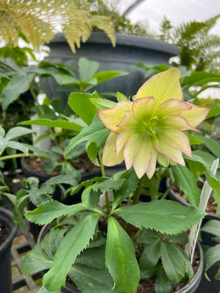 First Dance Lenten Rose – Toms Creek Farm & Nursery