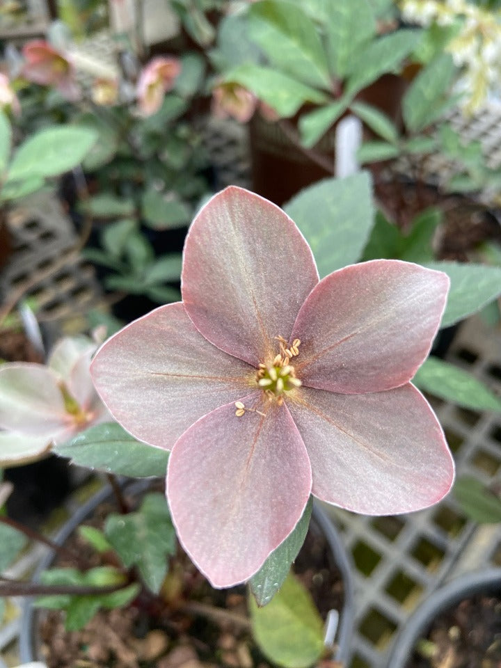 Merlin Lenten Rose – Toms Creek Farm & Nursery
