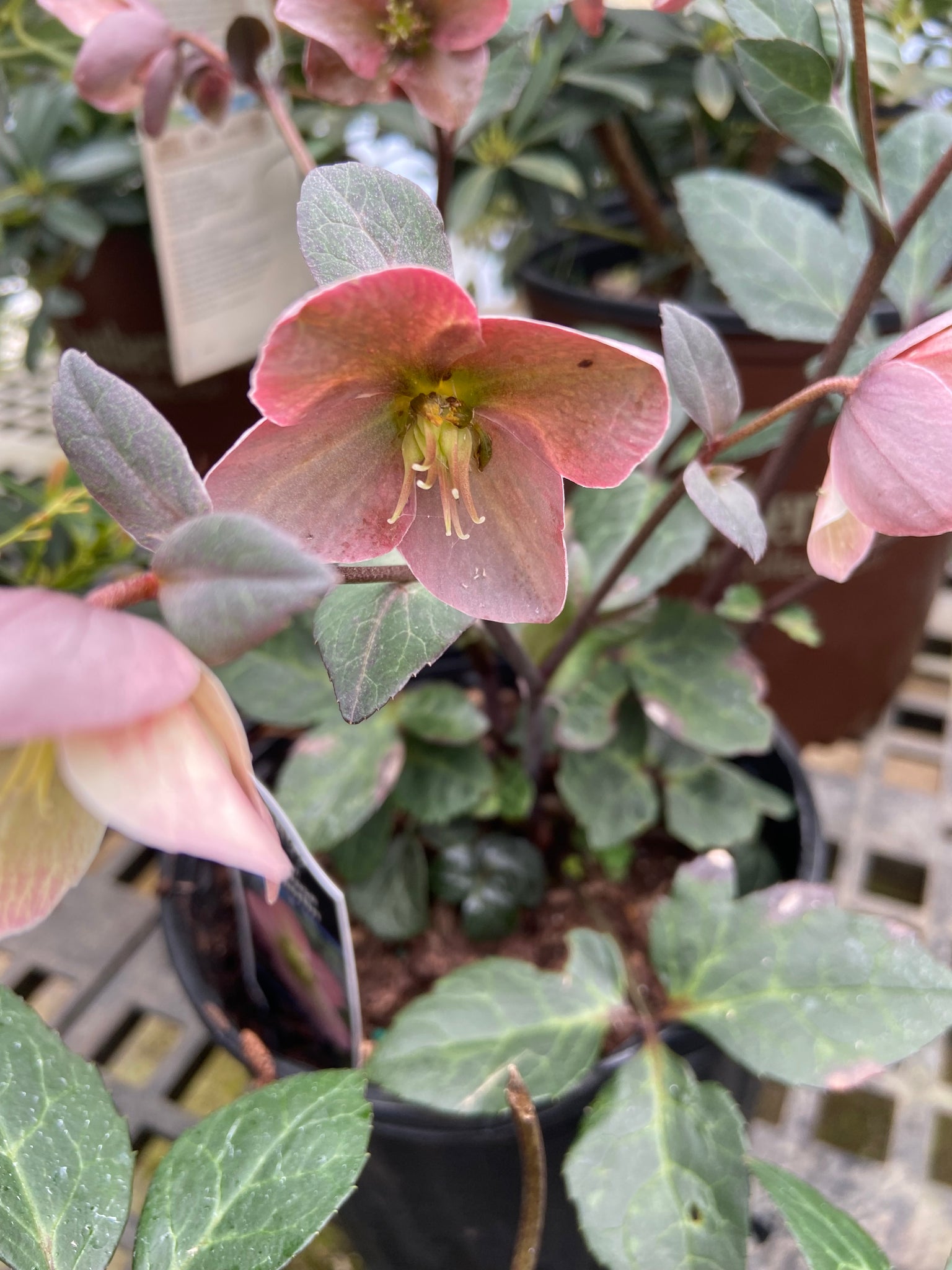 Merlin Lenten Rose – Toms Creek Farm & Nursery
