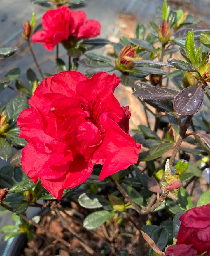 Autumn Fire Encore Azalea – Toms Creek Farm & Nursery